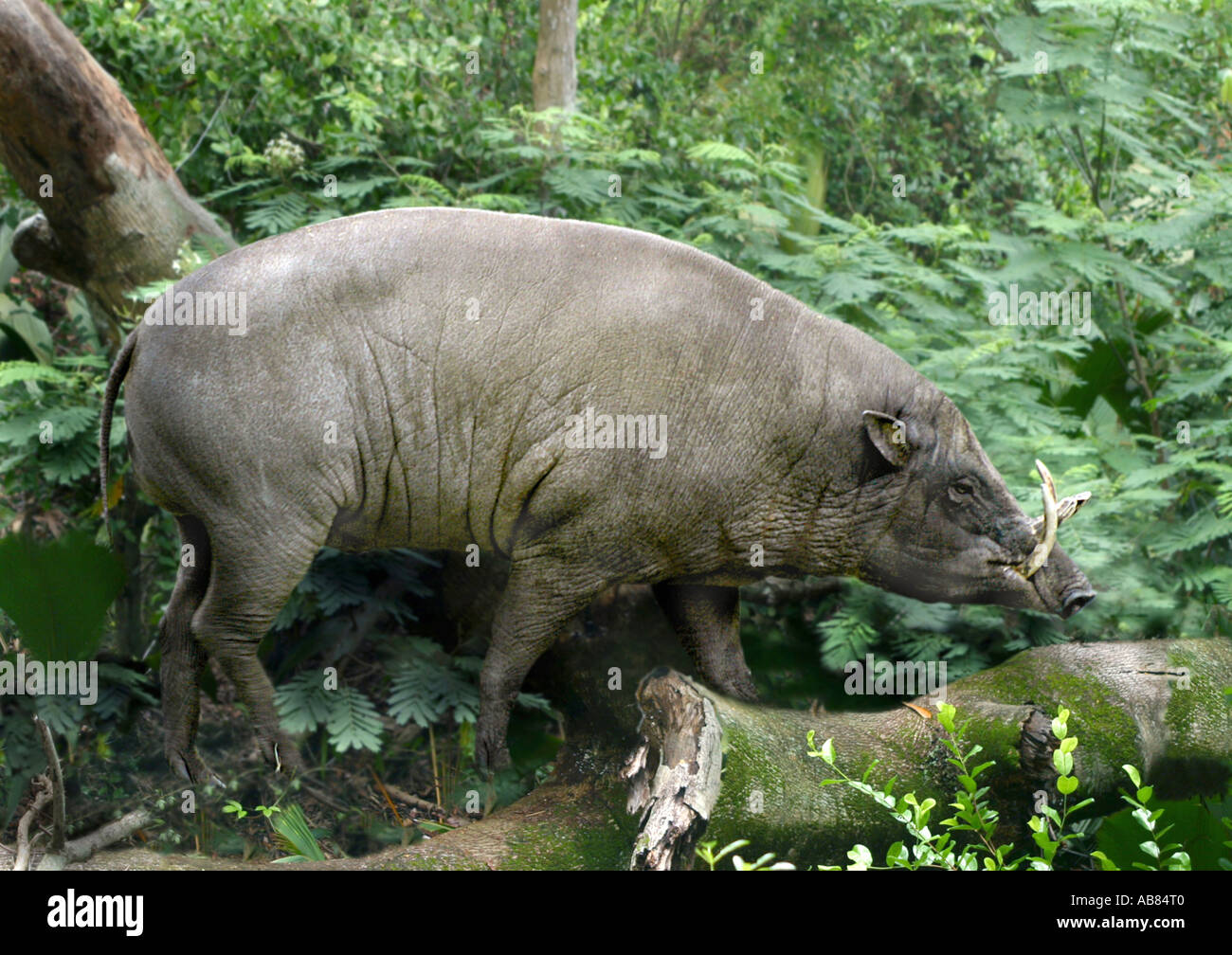 Babyrussa hi-res stock photography and images - Alamy