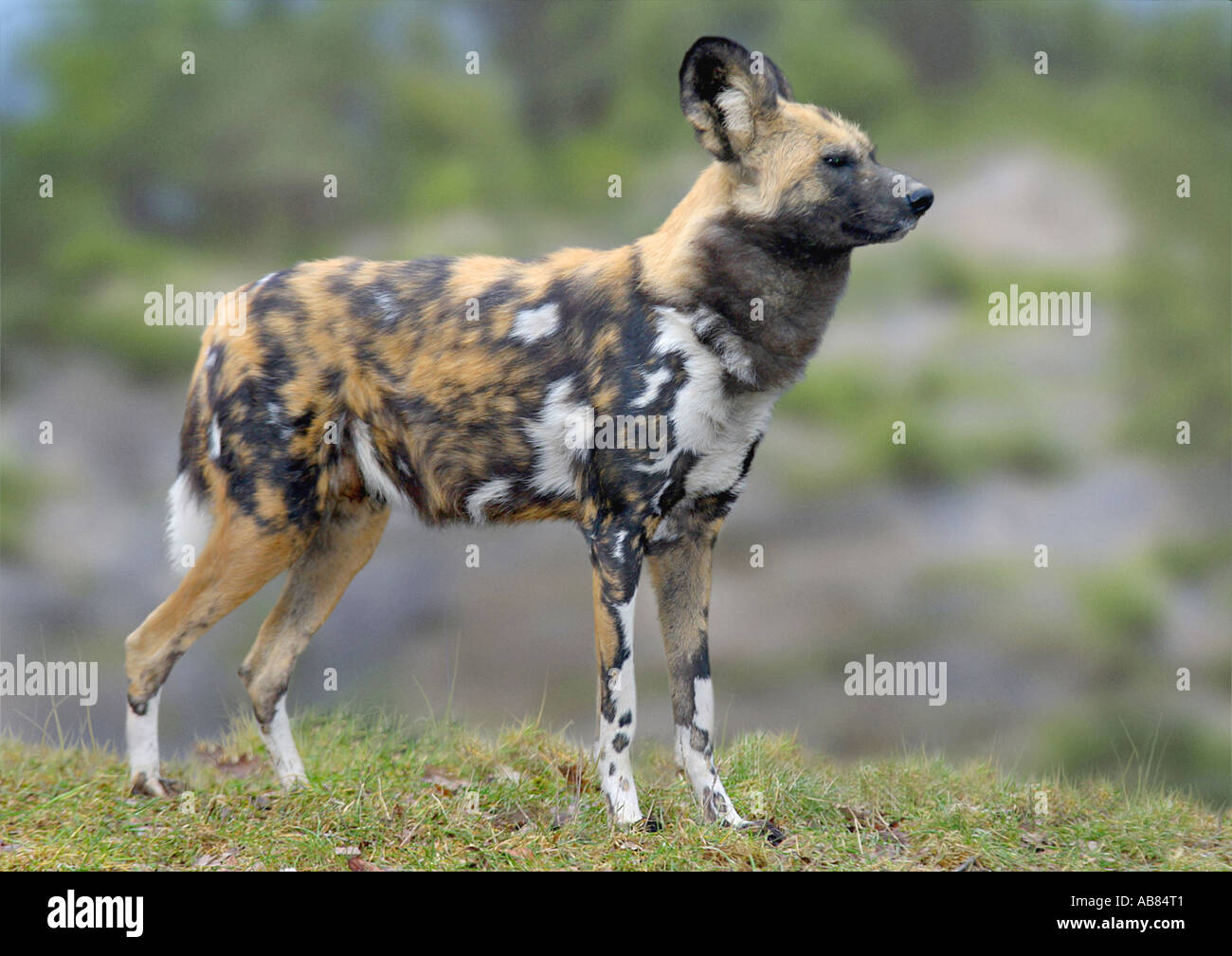 African wild dog (Lycaon pictus Stock Photo - Alamy