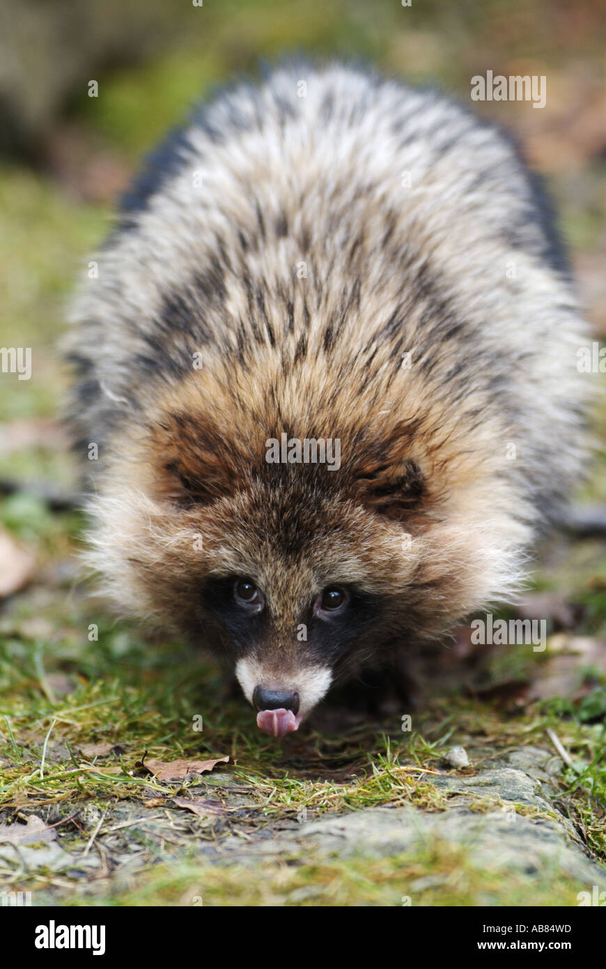 Marderhund enok animal hi-res stock photography and images - Alamy