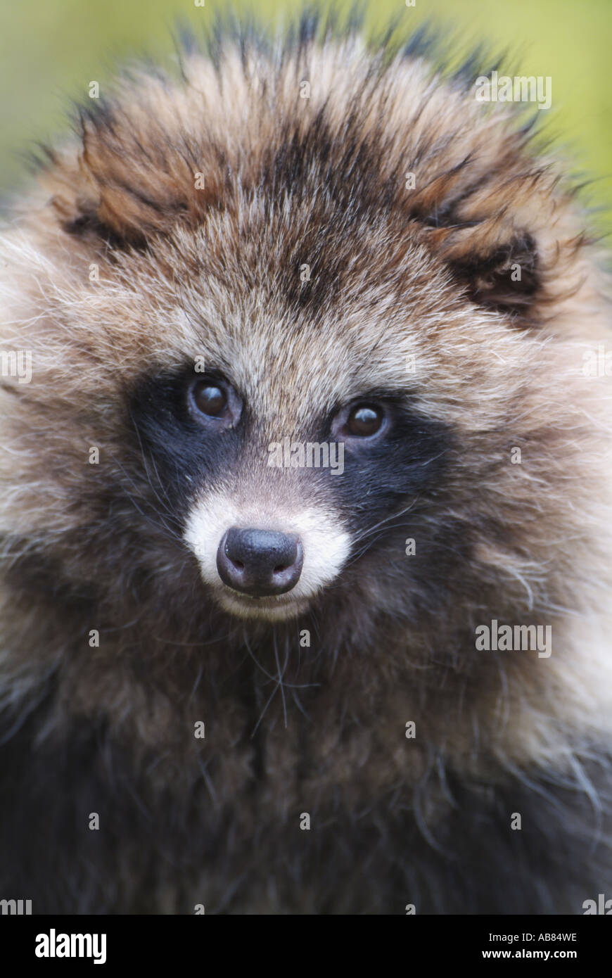 Marderhund enok animal hi-res stock photography and images - Alamy