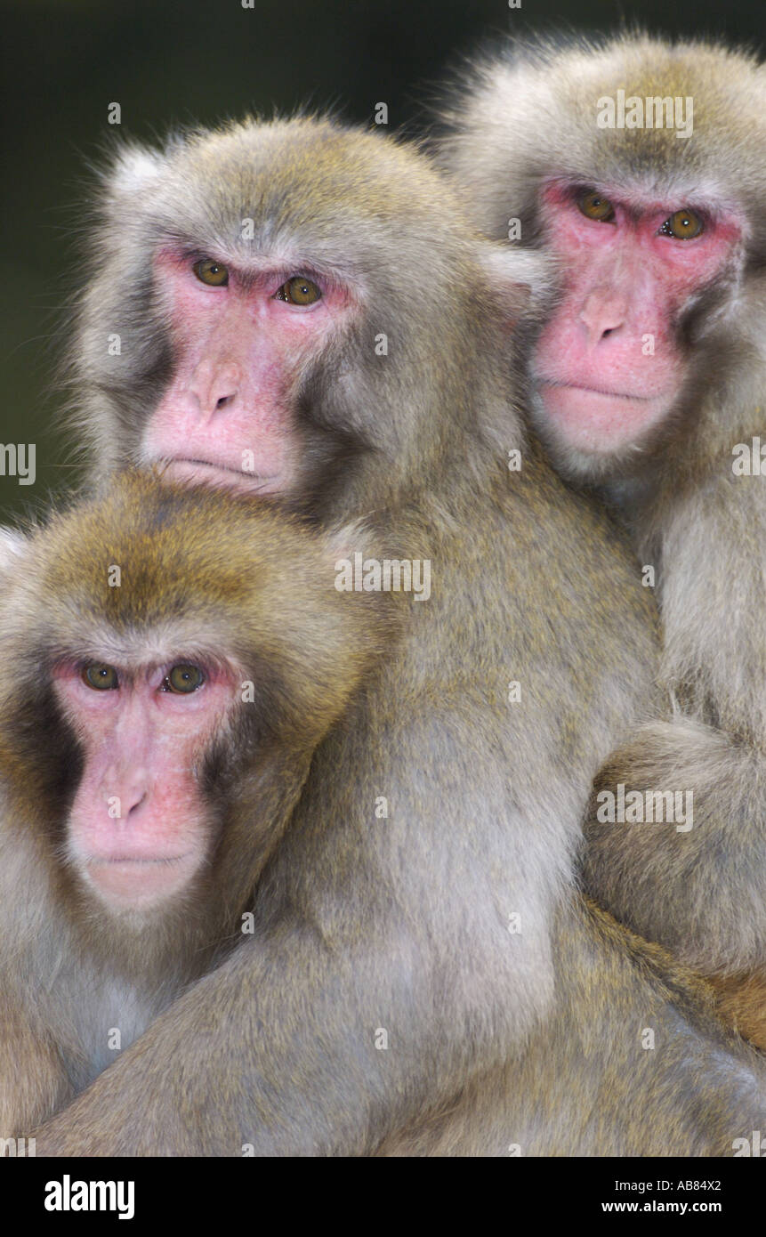 Makake monkey hi-res stock photography and images - Alamy