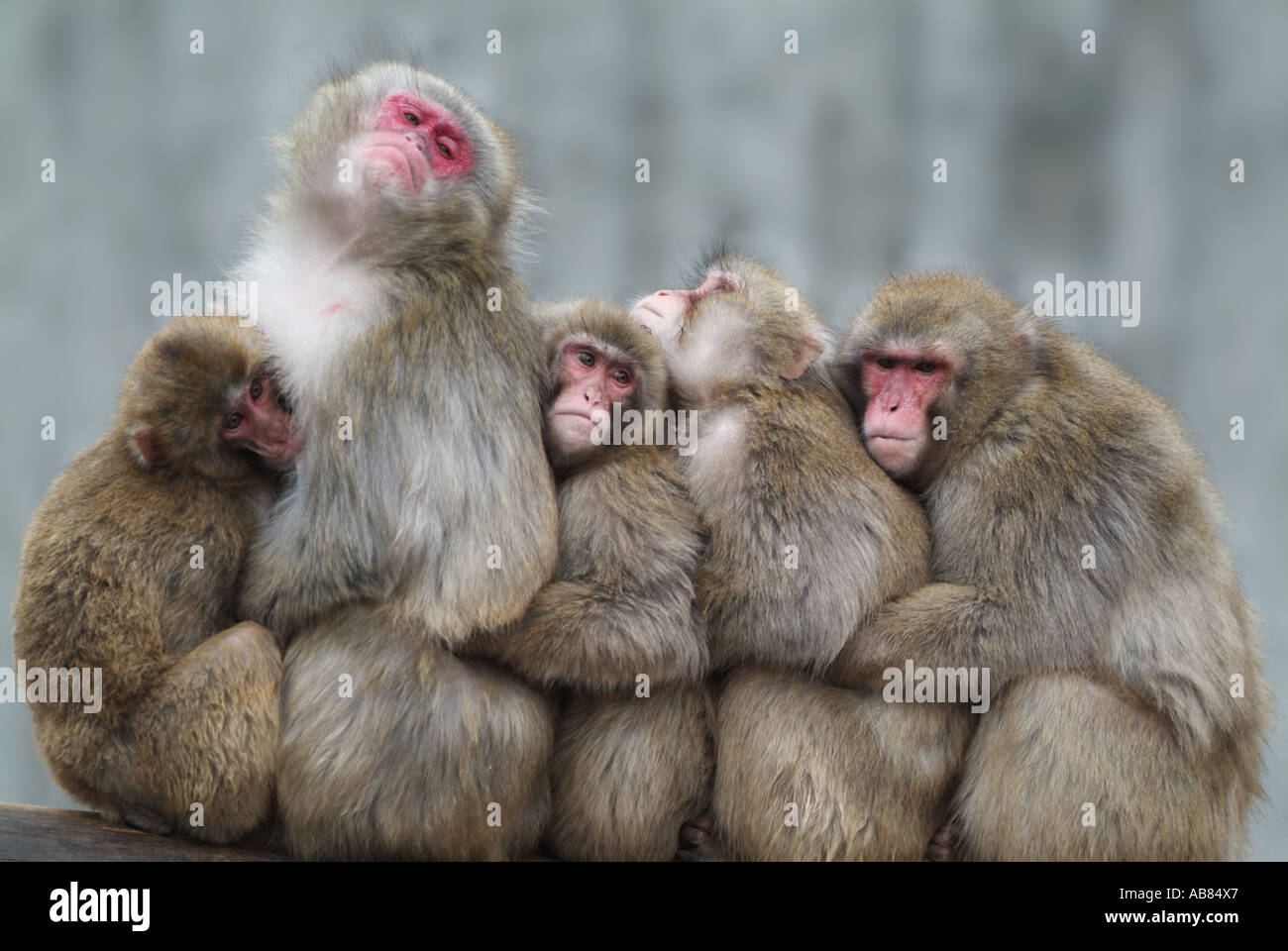 Japanese makake hi-res stock photography and images - Alamy
