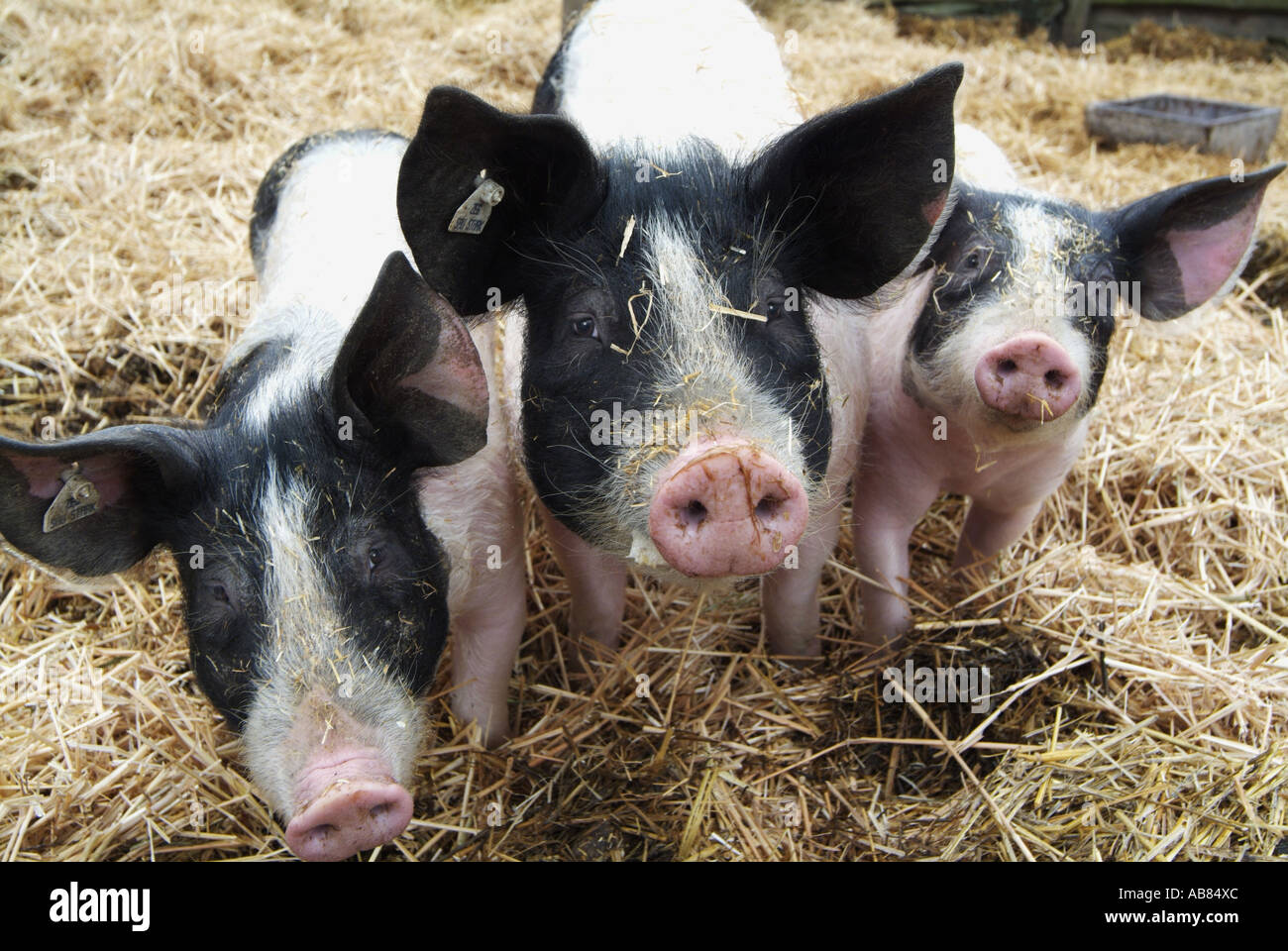 Hausschwein sus scrofa f domestica hi-res stock photography and images ...