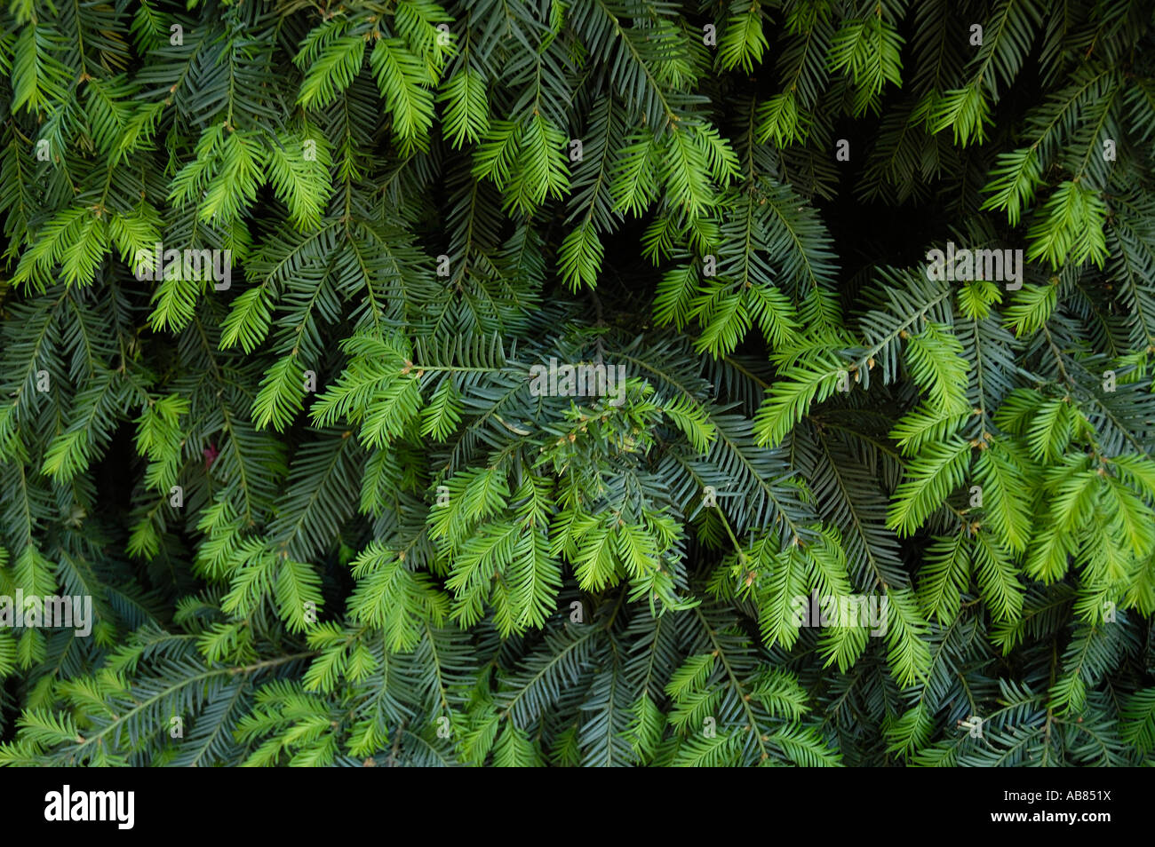 Fresh fir needles Stock Photo - Alamy