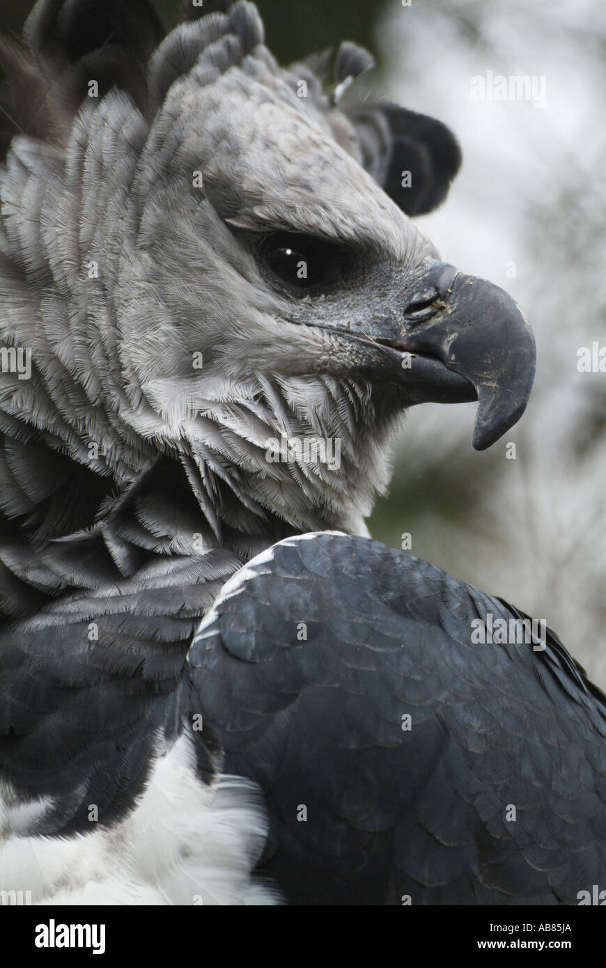Harpy Heads High Resolution Stock Photography and Images - Alamy