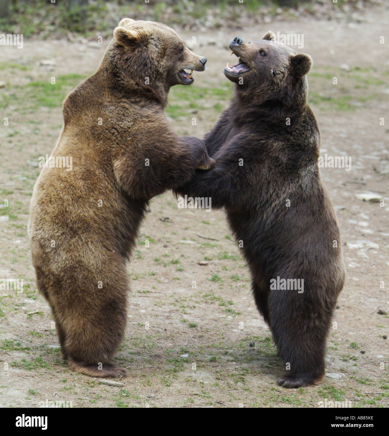 Bear standing on two legs hi-res stock photography and images - Alamy