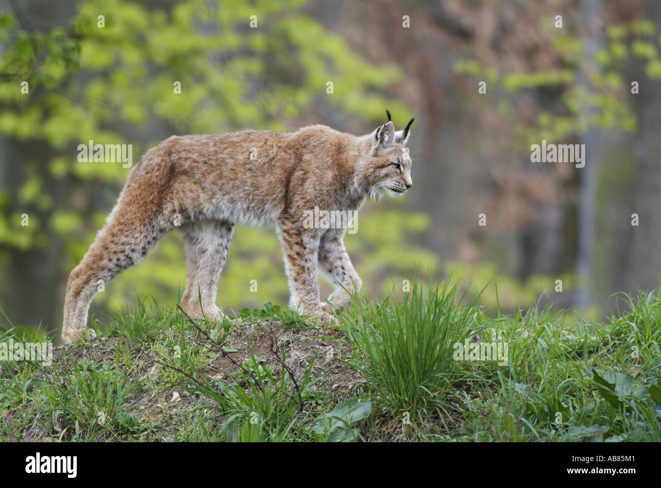 Eurasian lynx (Lynx lynx), walking, in spring forest Stock Photo - Alamy