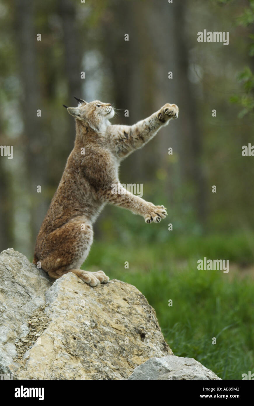 Claw grasping hi-res stock photography and images - Alamy