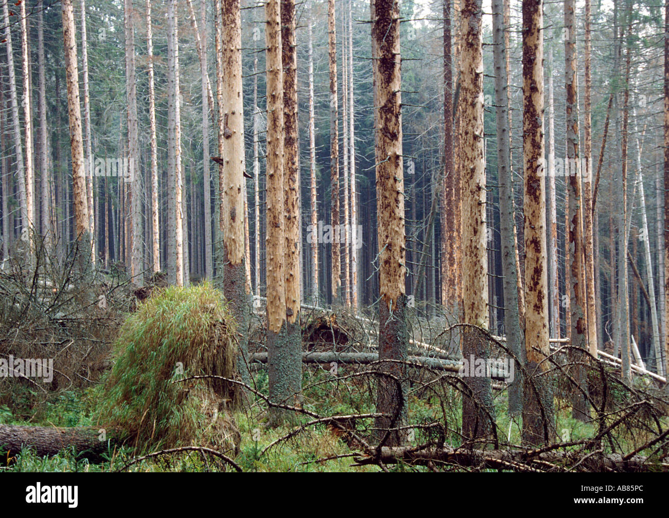 Spruce affected hi-res stock photography and images - Alamy