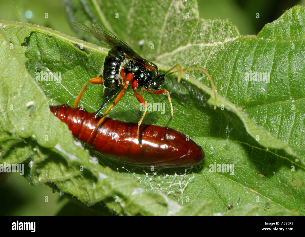 ichneumon flies, ichneumons (Ichneumonidae), laying egg in pupa Stock ...