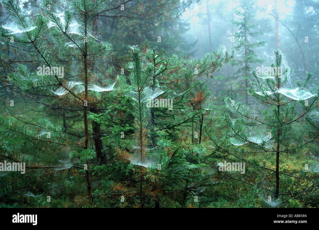 Spider things hi-res stock photography and images - Alamy