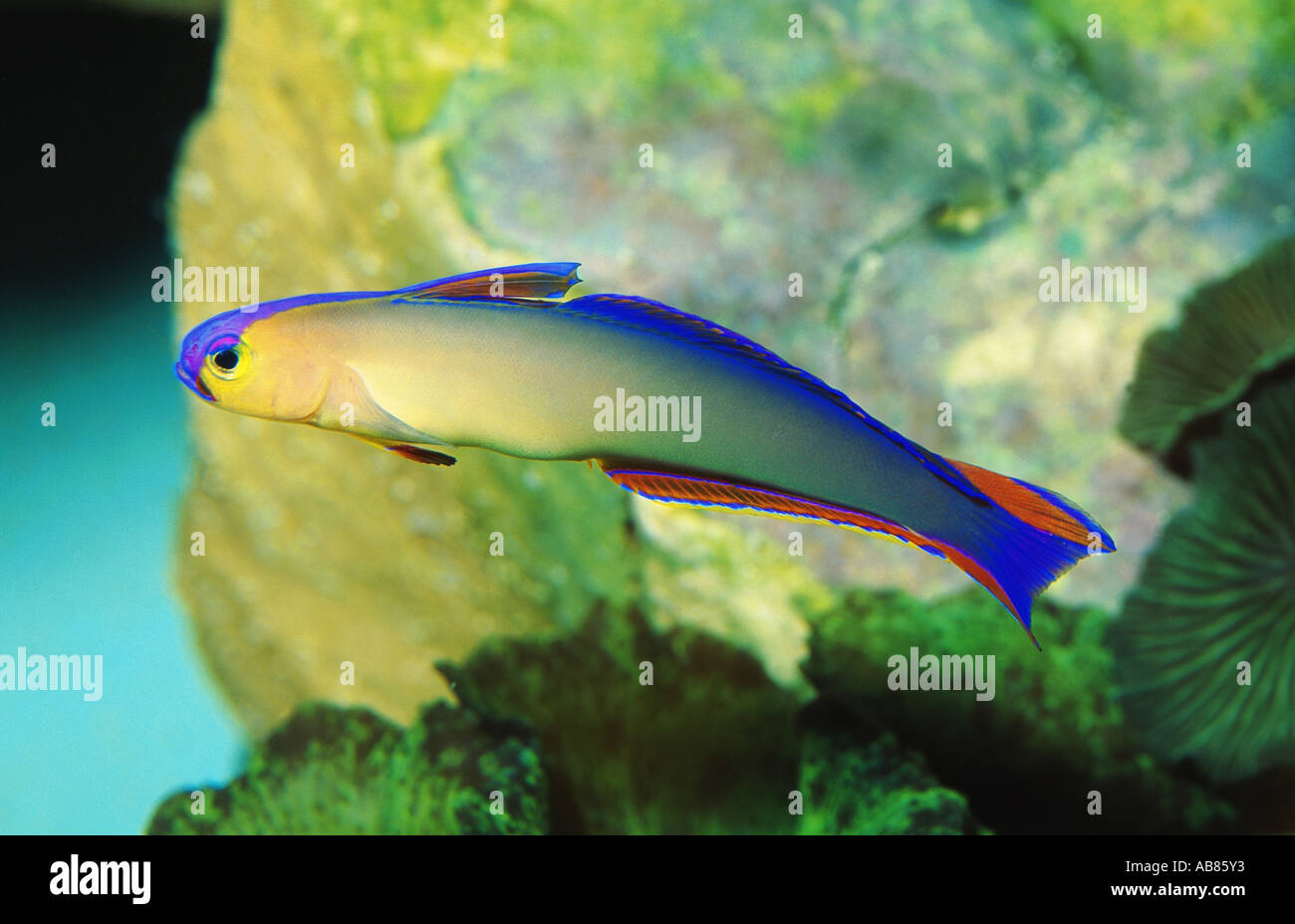 purple firefish goby, purple dartfish, elegant firefish (Nemateleotris ...