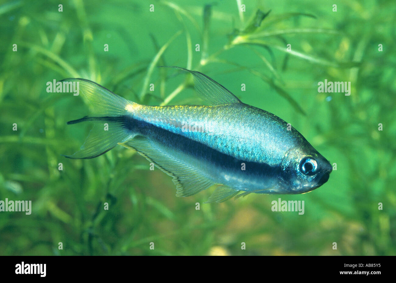 black emperor tetra (Nematobrycon palmeri), swimming in the water Stock ...