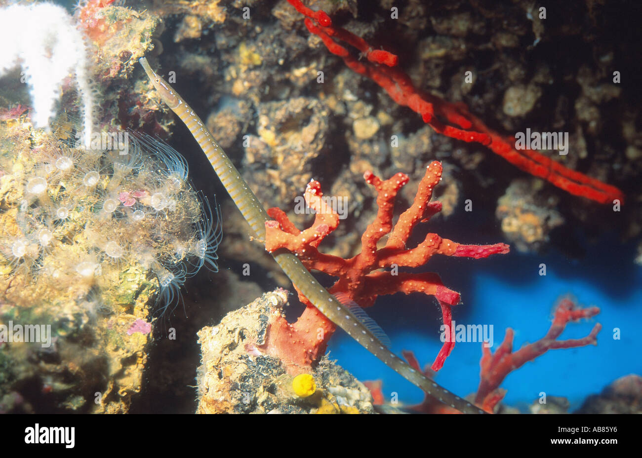 Pipefish nerophis maculatus hi-res stock photography and images - Alamy