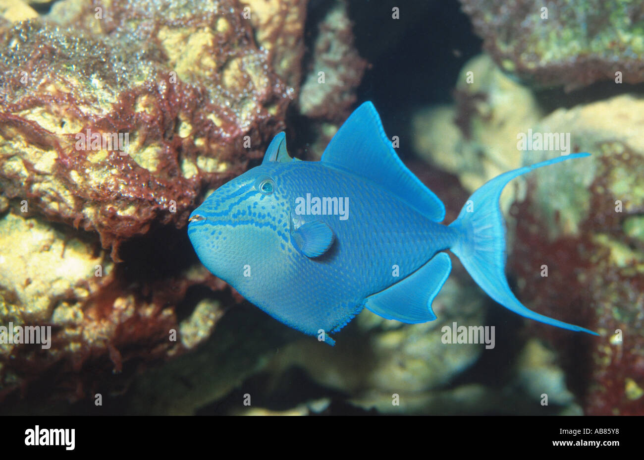 redtooth triggerfish, red-toothed triggerfish, redfang (Balistes ...