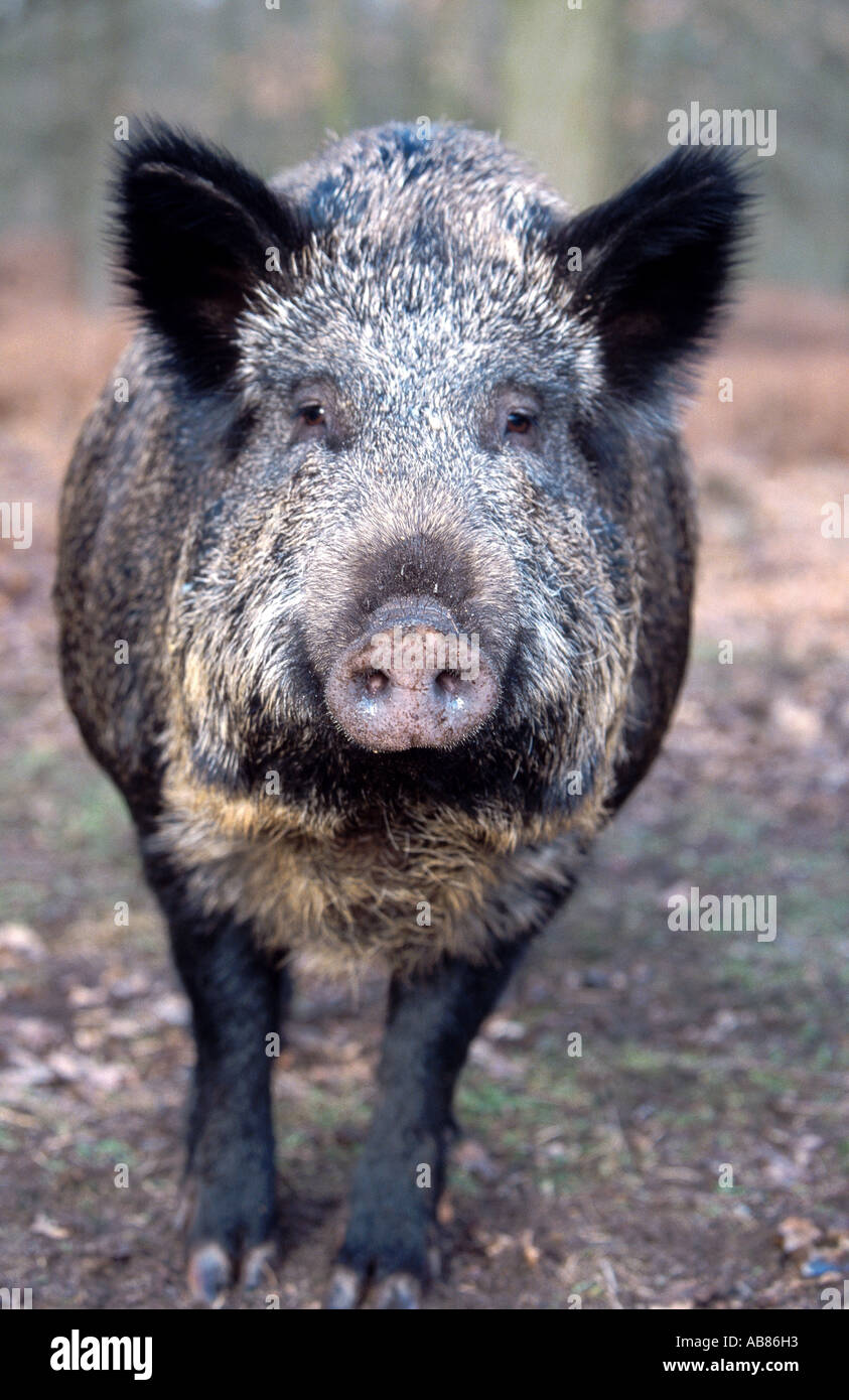 wild boar, pig (Sus scrofa), portrait, Germany, North Rhine-Westphalia ...