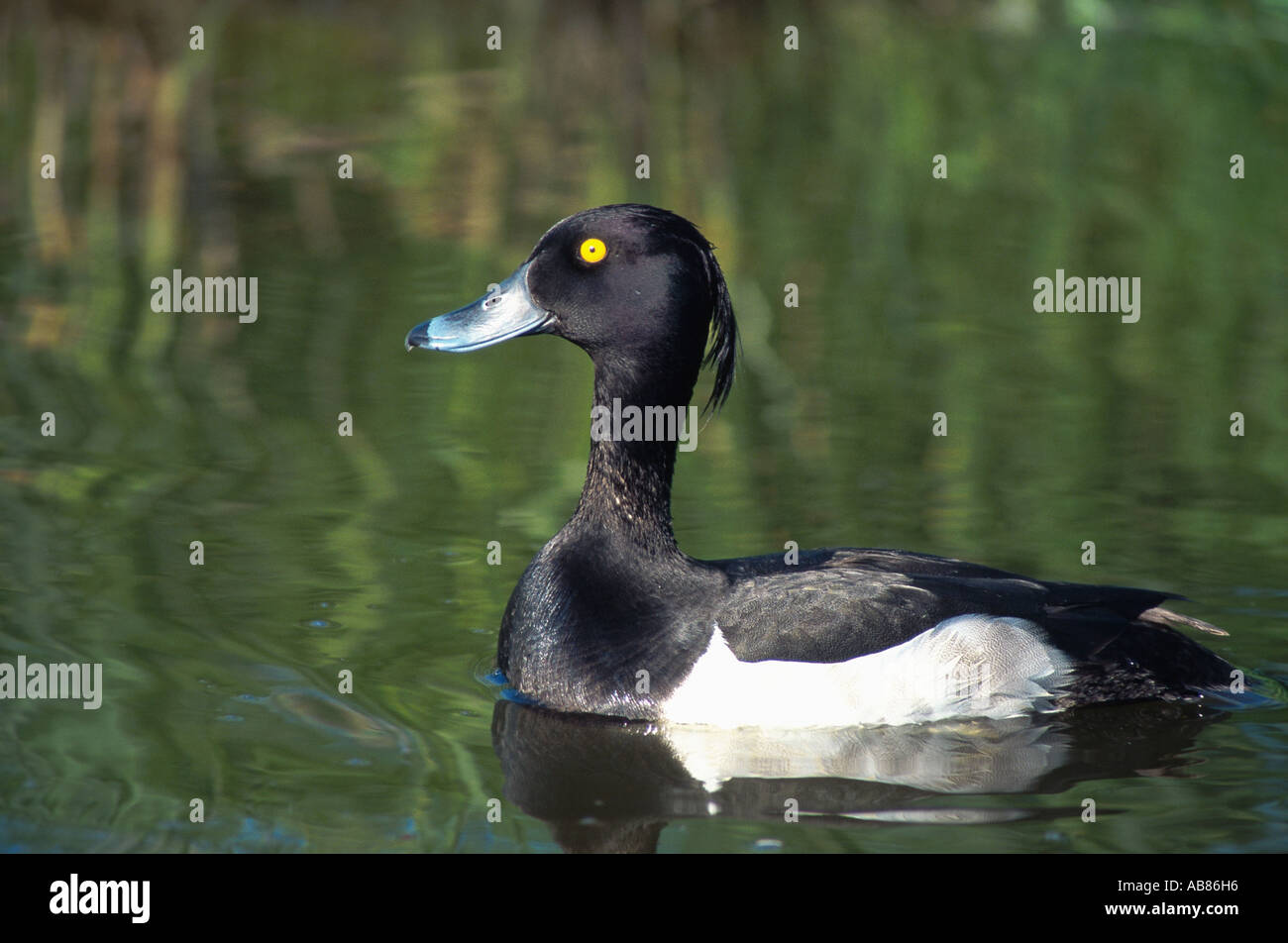 Netherlands duck hi-res stock photography and images - Alamy