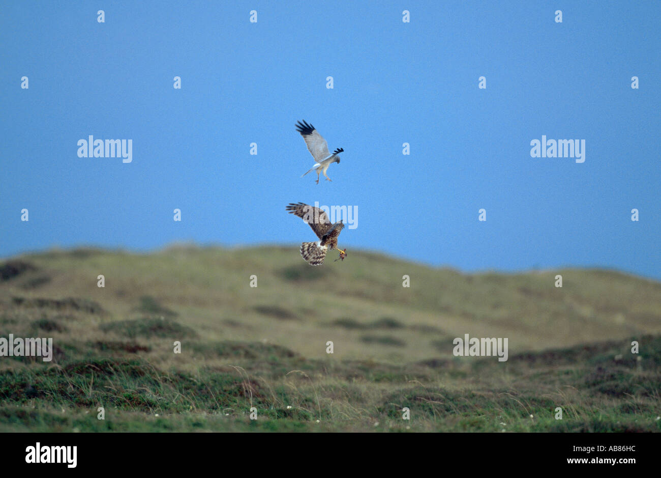 hen harrier (Circus cyaneus), hand over of prey, Netherlands, Texel ...