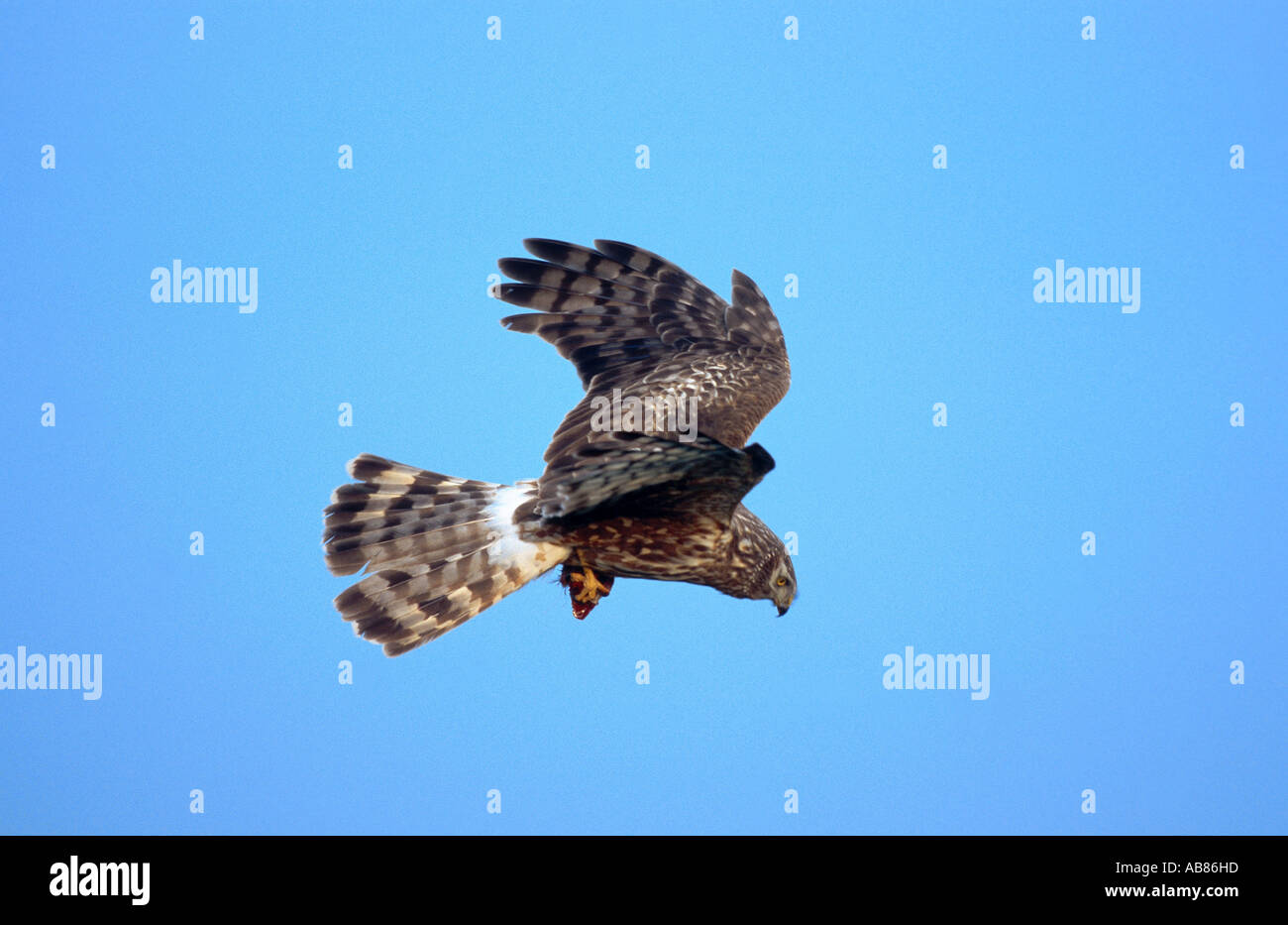 hen harrier (Circus cyaneus), female flying, with prey, Netherlands ...
