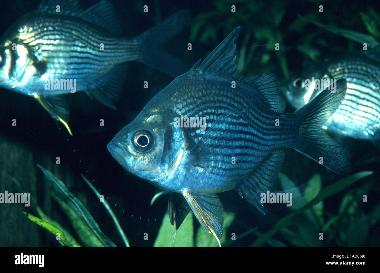 Perchlet hi-res stock photography and images - Alamy