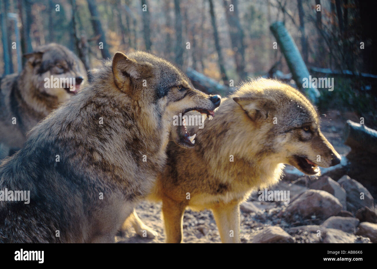 European gray wolf (Canis lupus lupus), aggression in mating season ...