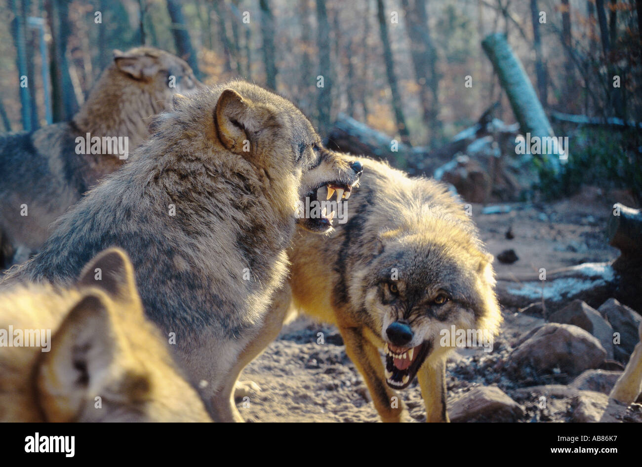 European gray wolf (Canis lupus lupus), aggression in mating season, Germany, Saarland, Merzig ...