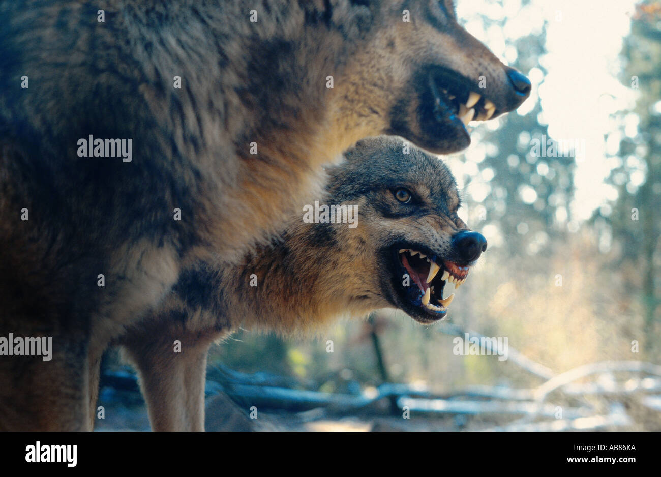 European gray wolf (Canis lupus lupus), aggression in mating season ...