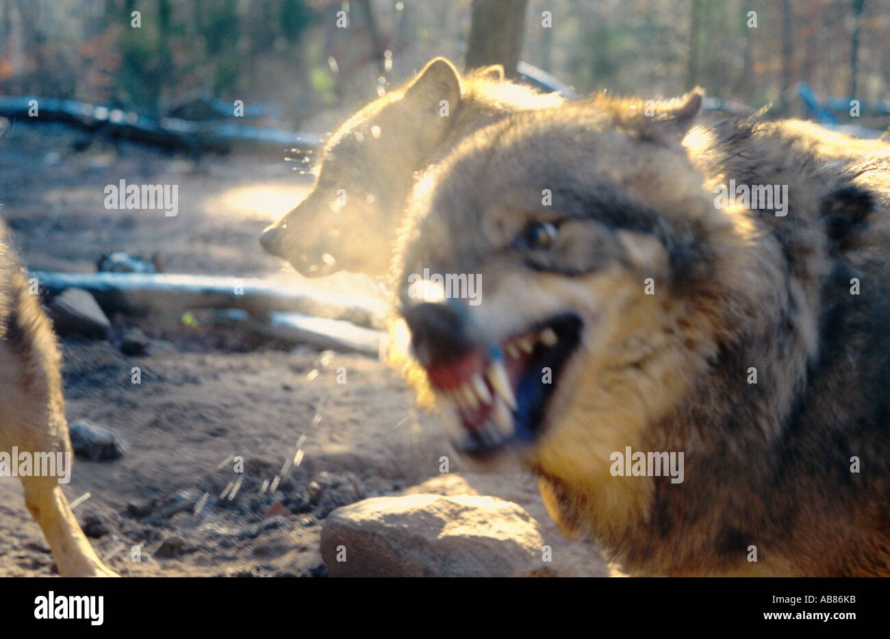 European gray wolf (Canis lupus lupus), aggression in mating season ...