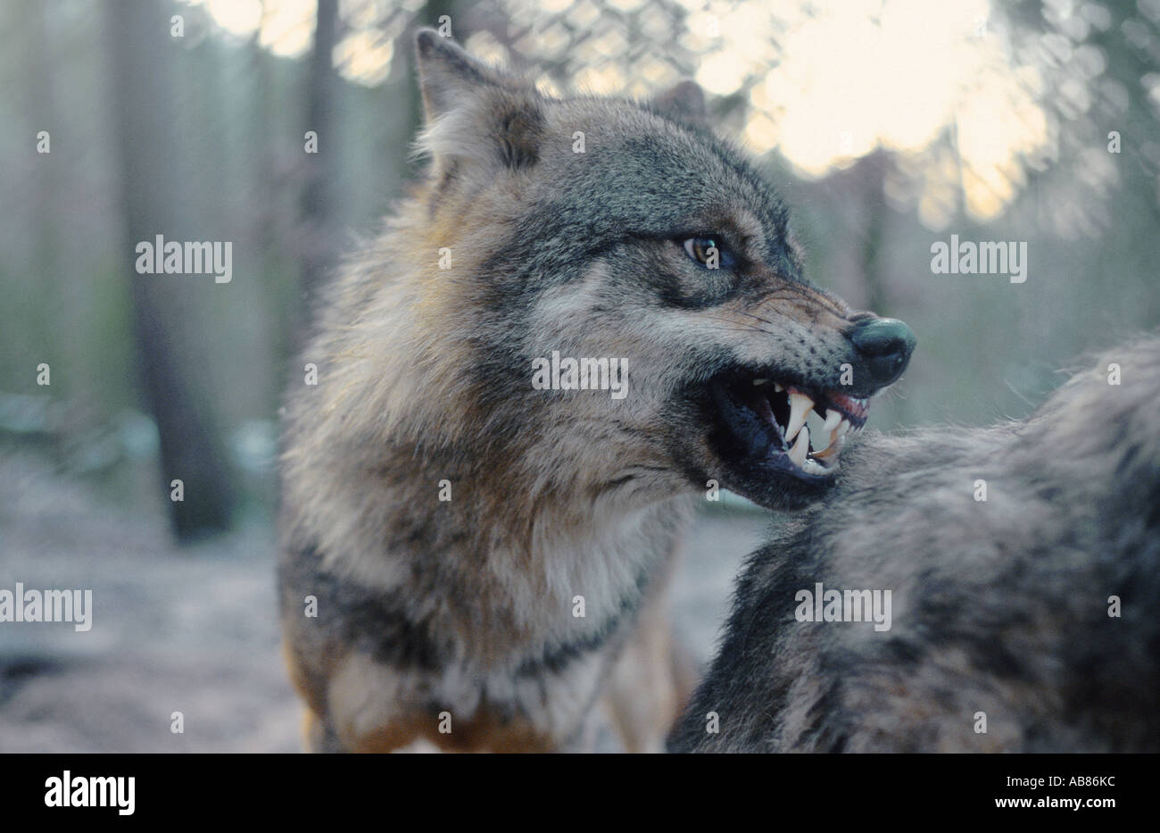 European gray wolf (Canis lupus lupus), aggression in mating season ...