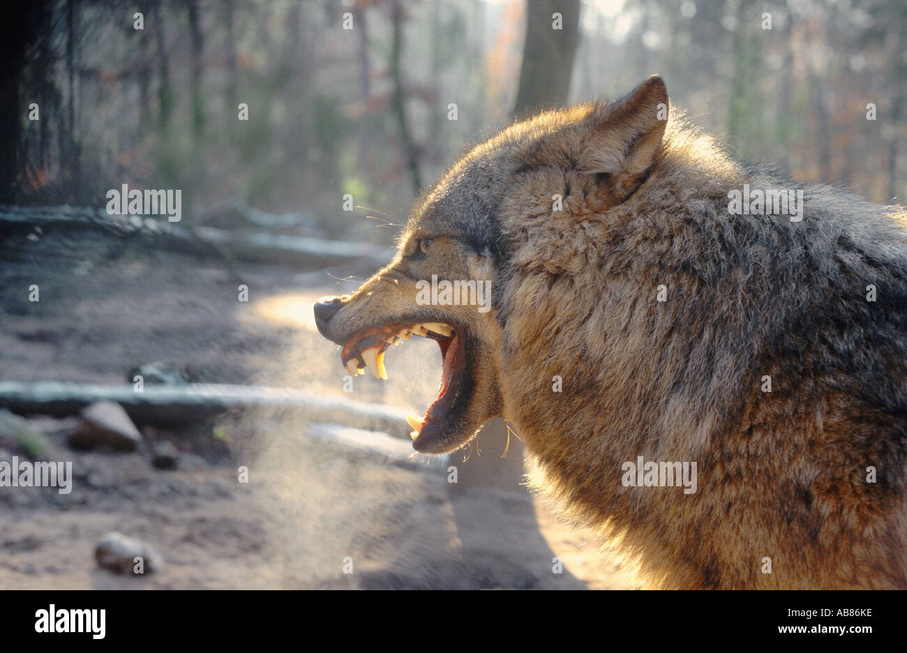 European gray wolf (Canis lupus lupus), aggression in mating season ...