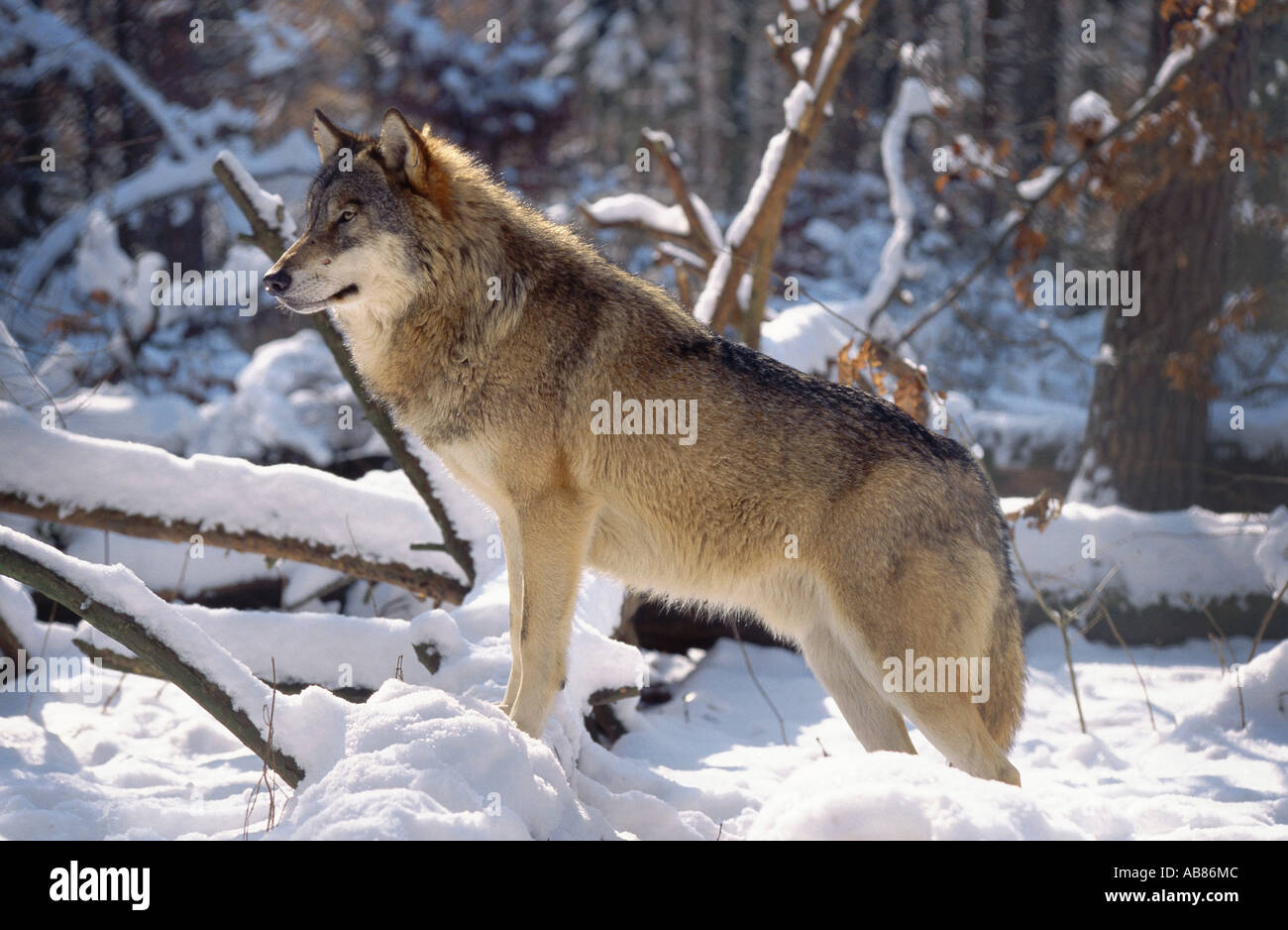European gray wolf (Canis lupus lupus), single animal in snow, Germany ...