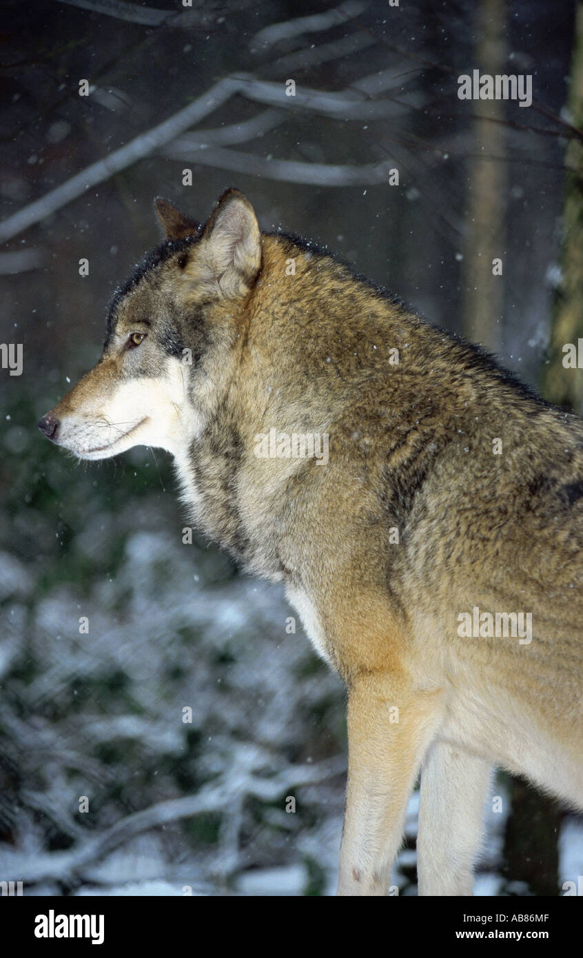 European gray wolf (Canis lupus lupus), single animal in snow, Germany ...