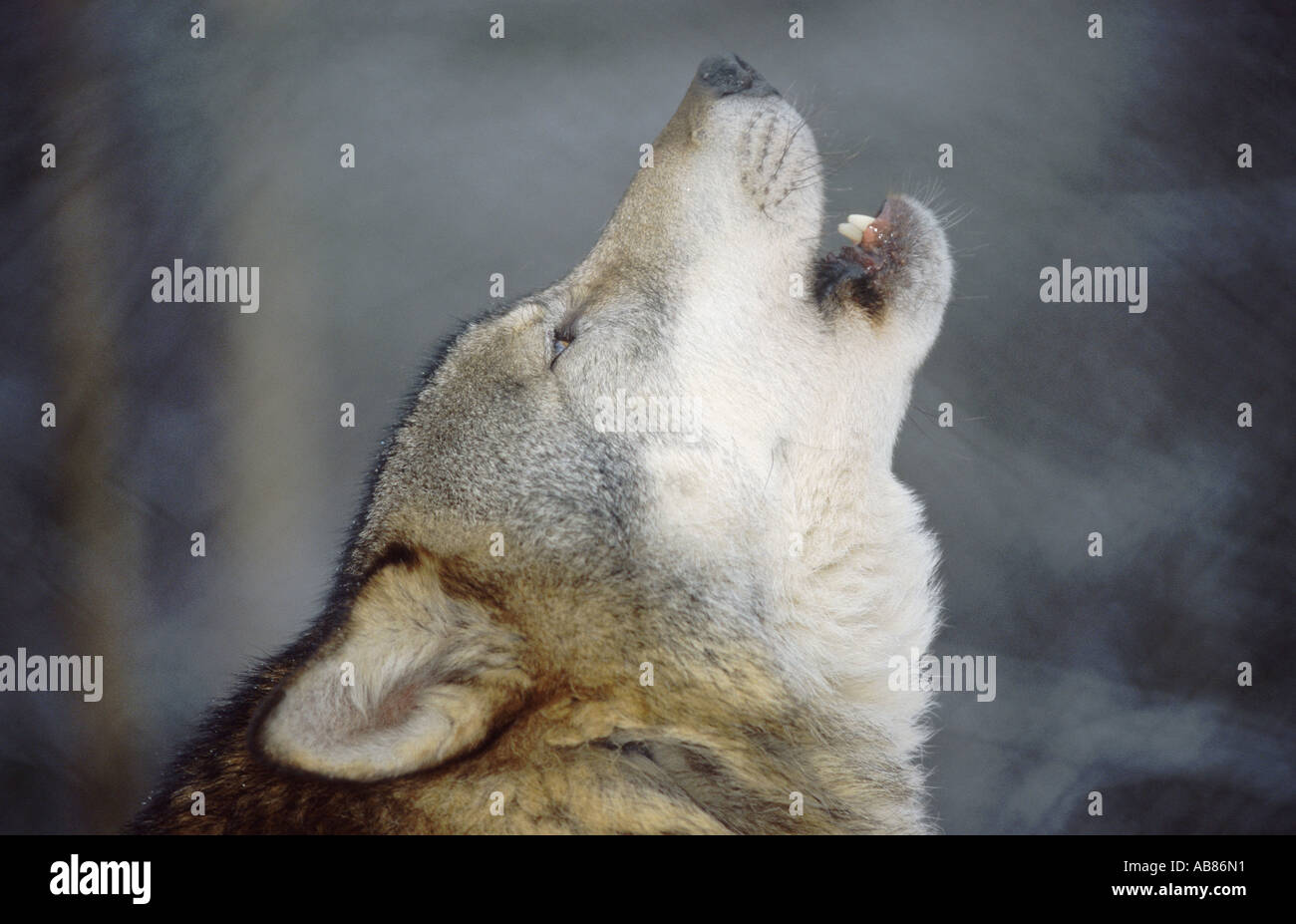 European gray wolf (Canis lupus lupus), portrait, howling, Germany ...