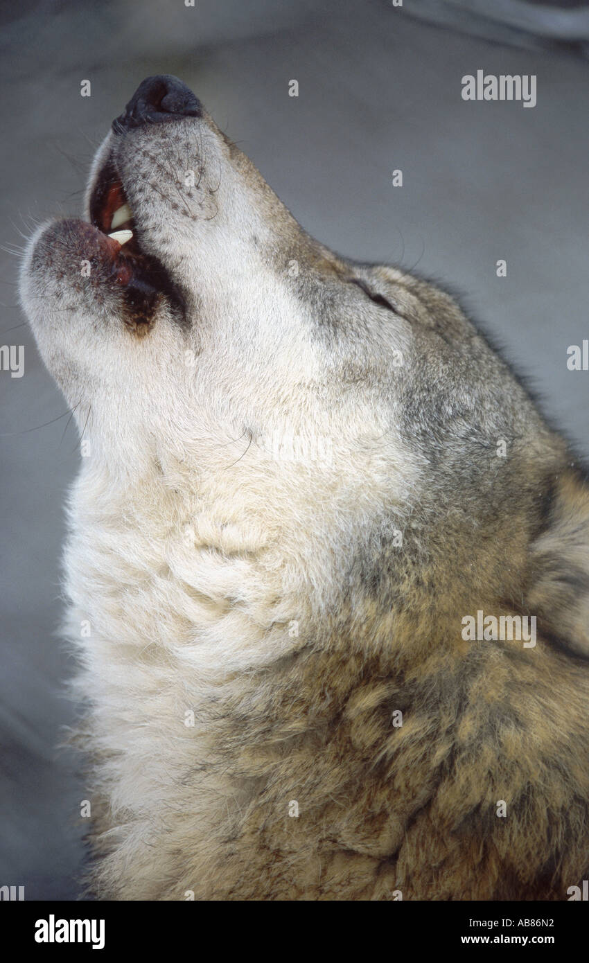 Howling wolf hi-res stock photography and images - Alamy