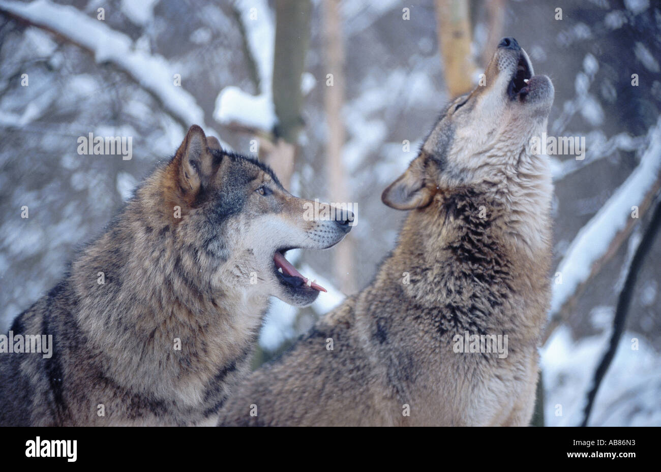 European gray wolf (Canis lupus lupus), portrait, howling in the snow ...