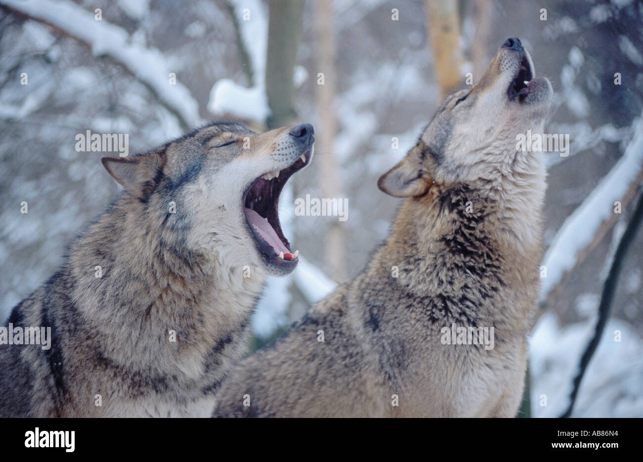 European gray wolf (Canis lupus lupus), portrait, howling in the snow ...