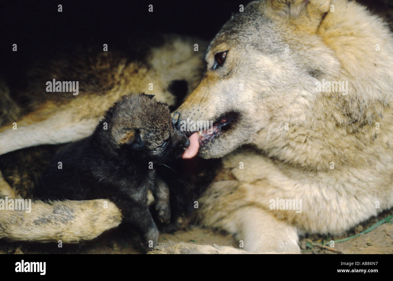 European gray wolf (Canis lupus lupus), female wolf with whelp, Germany ...