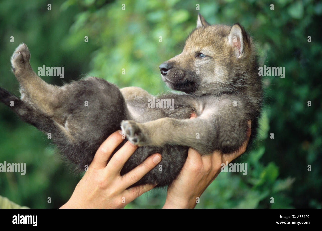 European gray wolf (Canis lupus lupus), whelp with woman, Germany ...