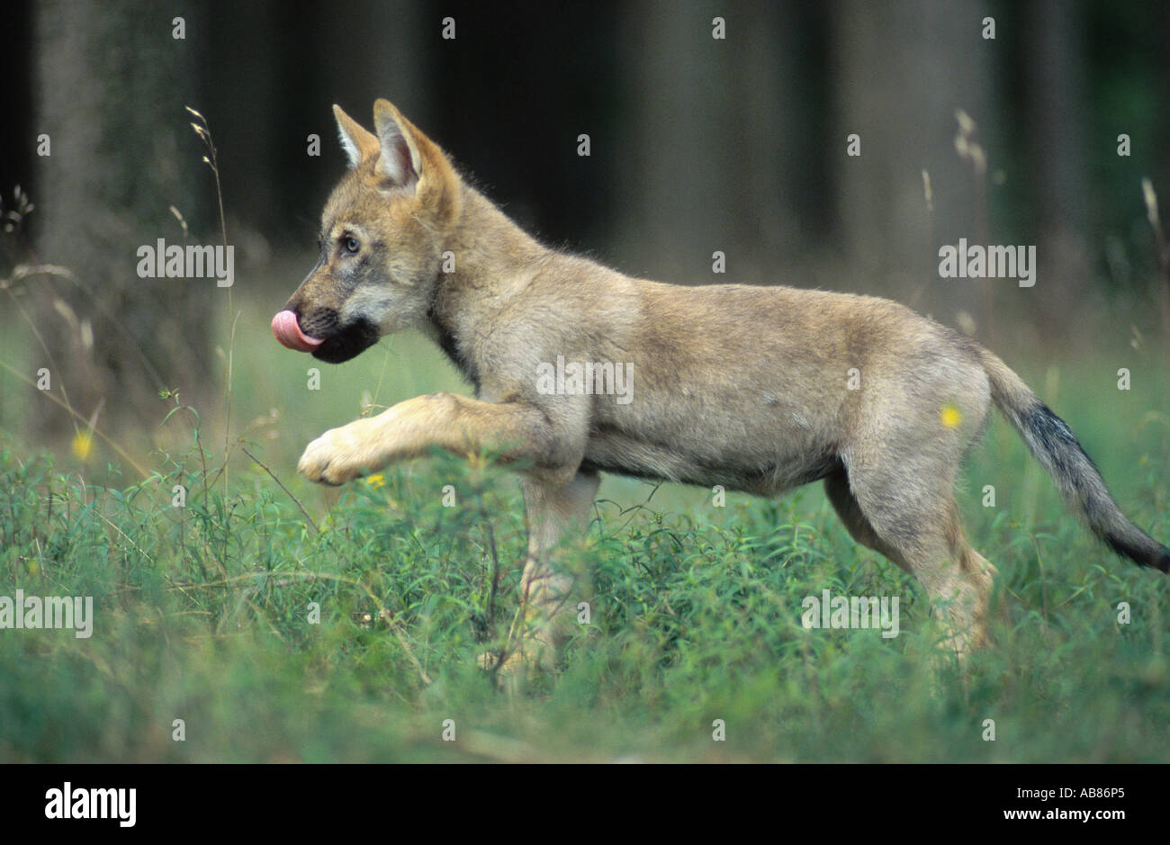 Wolf things hi-res stock photography and images - Alamy