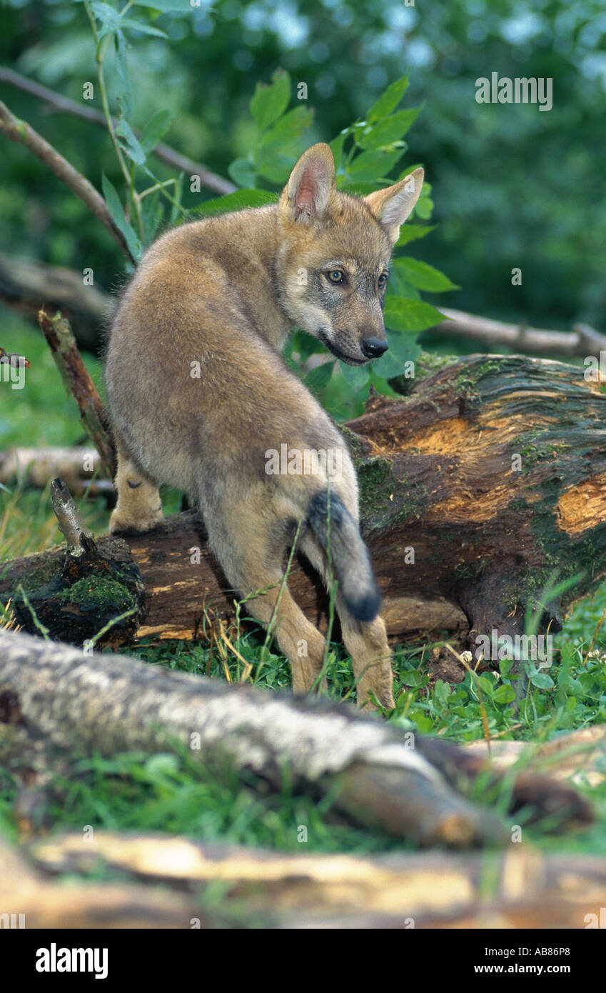 European gray wolf (Canis lupus lupus), whelp, Germany, Niederbayern ...