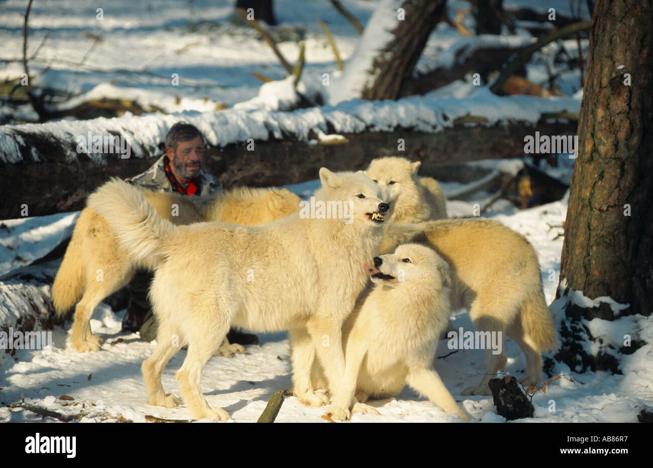 European Wolf Sitting In Snow High Resolution Stock Photography and ...