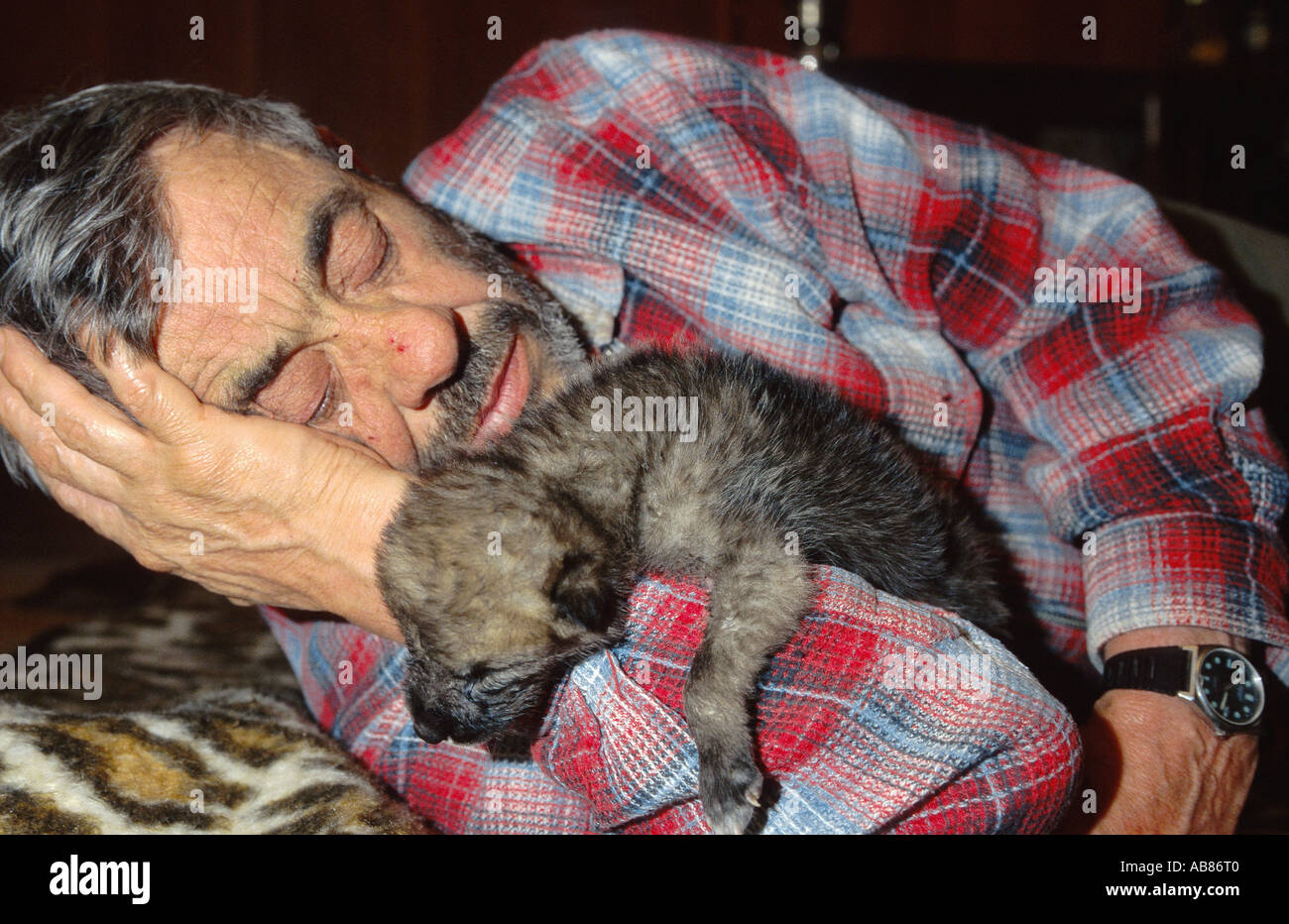 European gray wolf (Canis lupus lupus), whelp in the arms of Werner ...