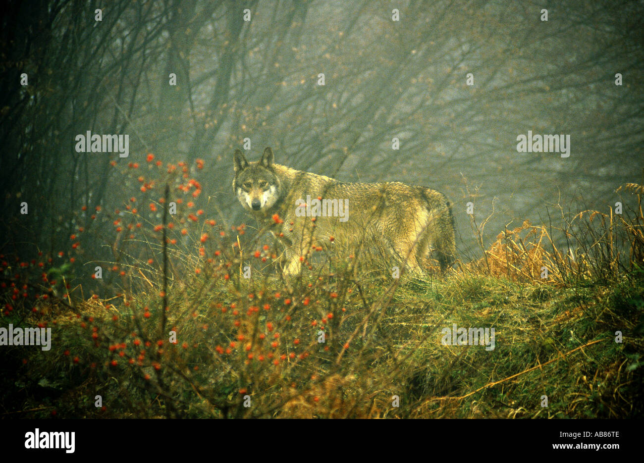 European gray wolf (Canis lupus lupus), single animal in fog, Italy ...