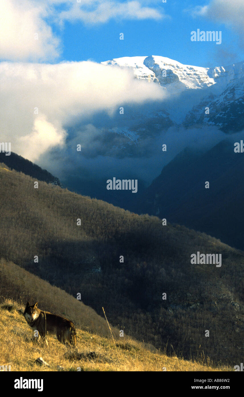 European gray wolf (Canis lupus lupus), in mountain scenery, Italy ...