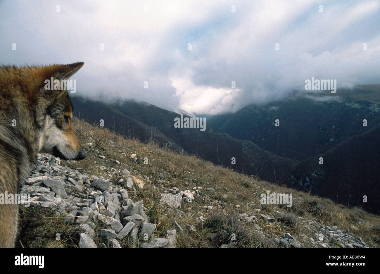 European gray wolf (Canis lupus lupus), looks in the valley, Italy ...