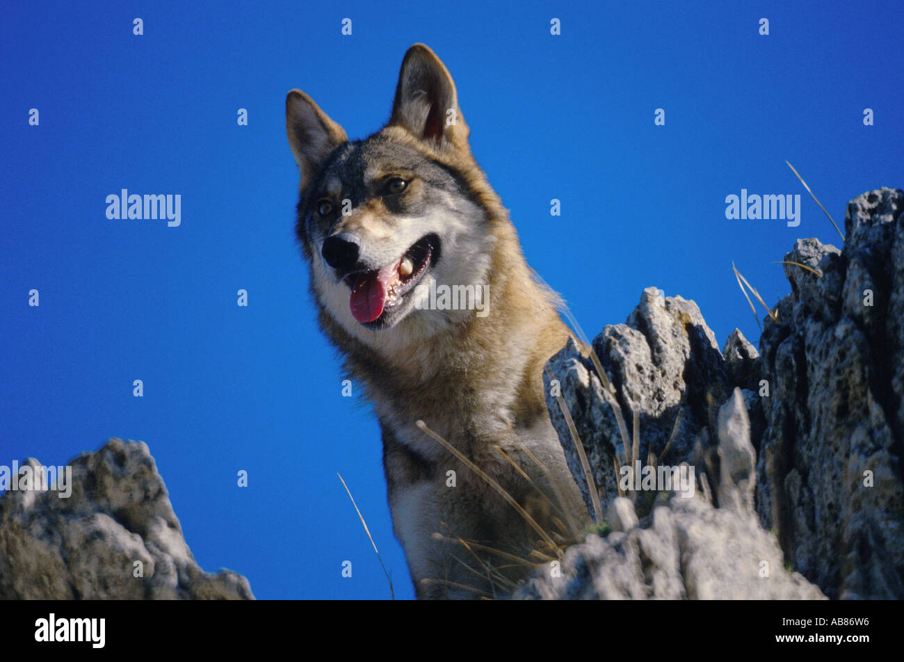 European gray wolf (Canis lupus lupus), looks in the valley, Italy ...