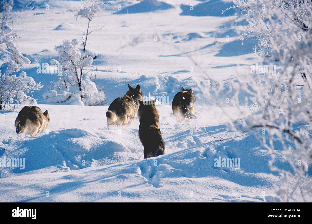 European gray wolf (Canis lupus lupus), running in snow, Italy ...
