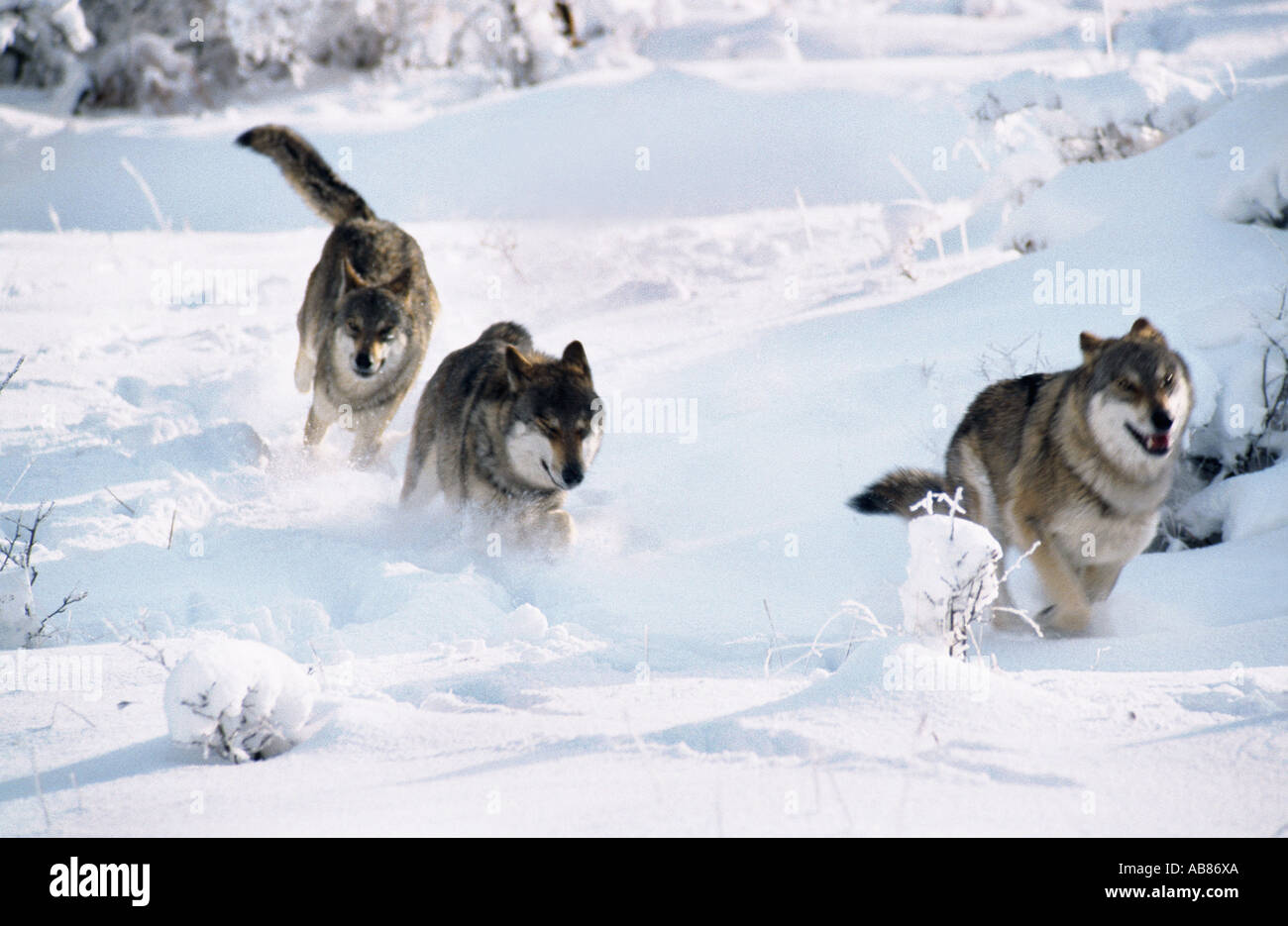 European gray wolf (Canis lupus lupus), running in snow, Italy ...