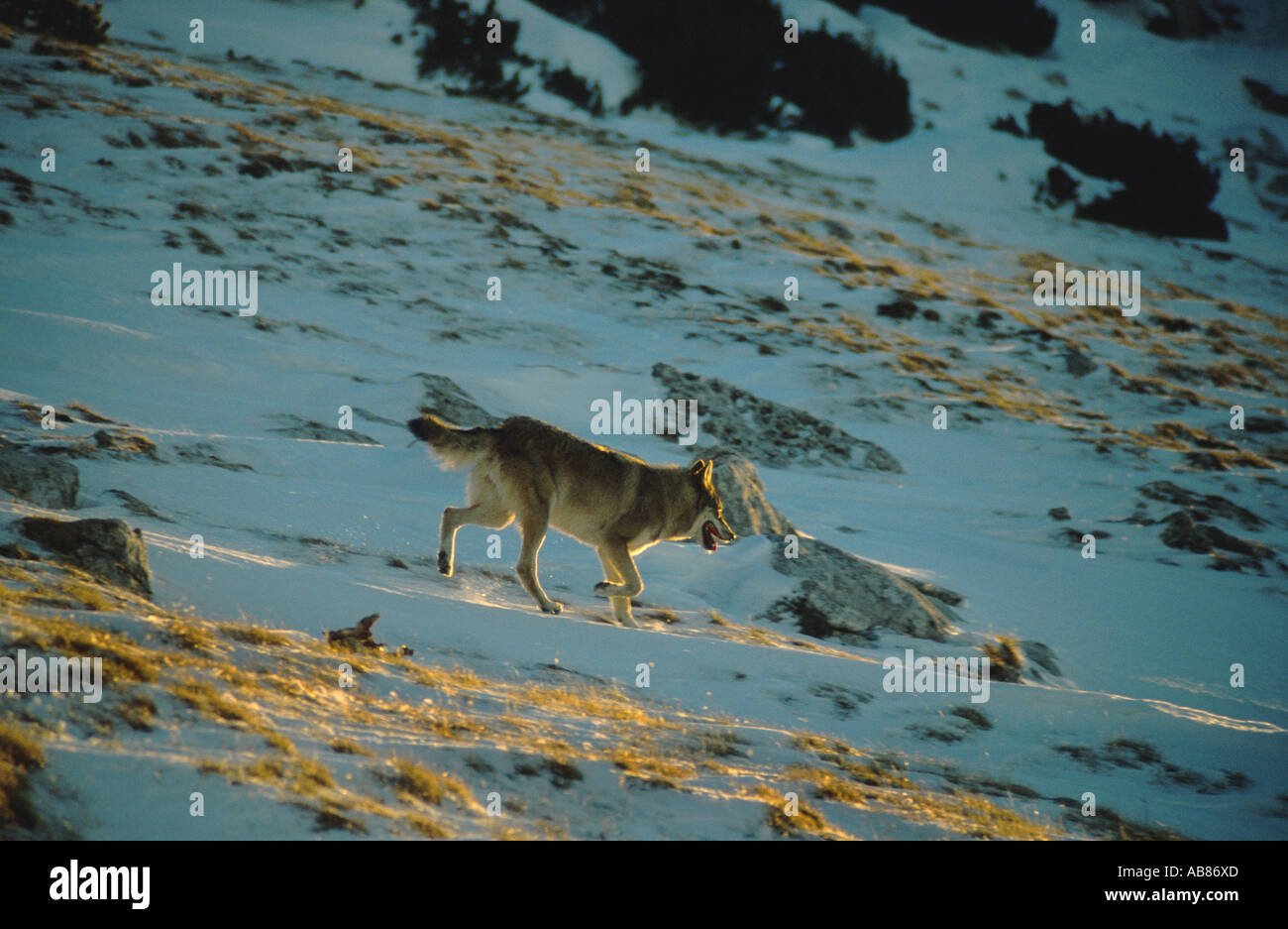 European gray wolf (Canis lupus lupus), in mountain scenery, Italy ...