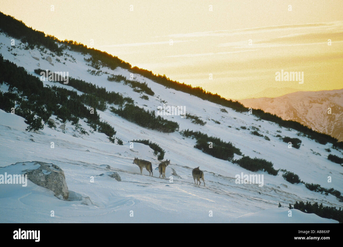 European gray wolf (Canis lupus lupus), in mountain scenery, Italy ...